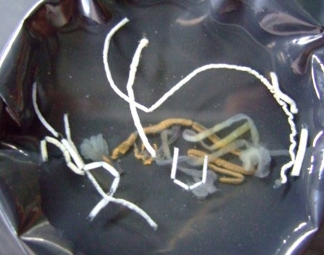 White Gut in Shrimp Farming - Skretting