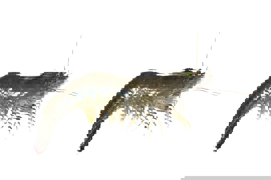 Elevate P. monodon Farming with Kuroline Feed - Skretting