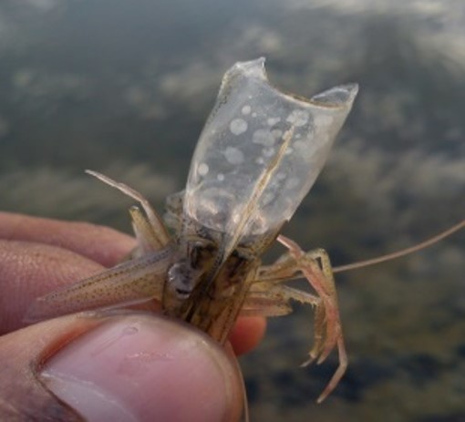 White spot syndrome virus WSSV in Shrimp - Skretting