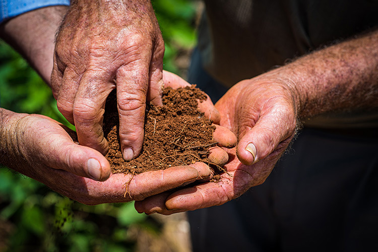 Use of vegetable raw materials in fish feed 2021 - Skretting