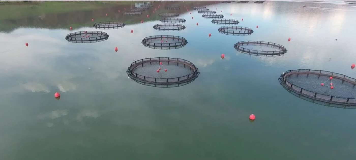 Innovative feed solutions for aquaculture - Skretting