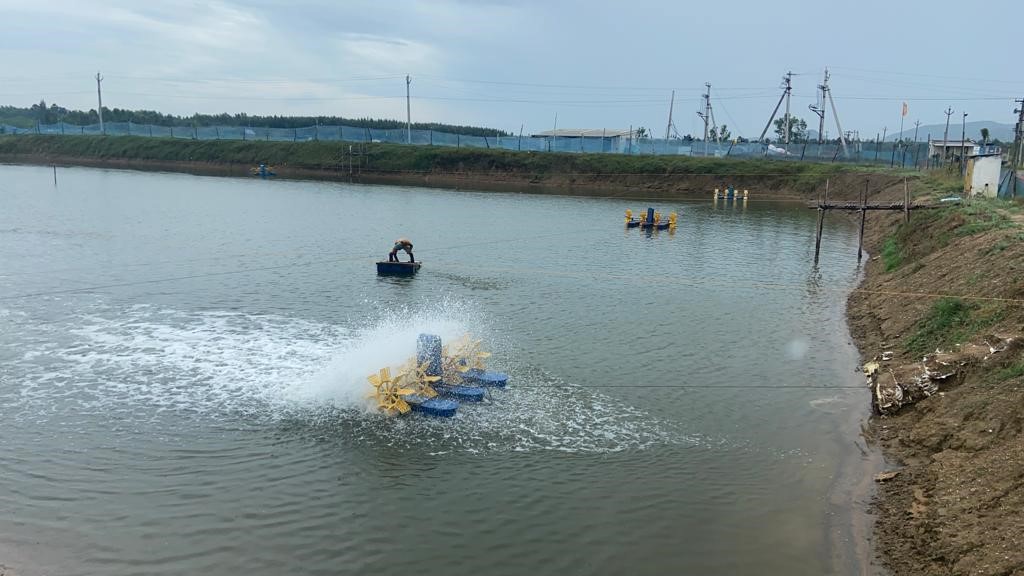 Pond preparation and management for Successful shrimp farming - Skretting