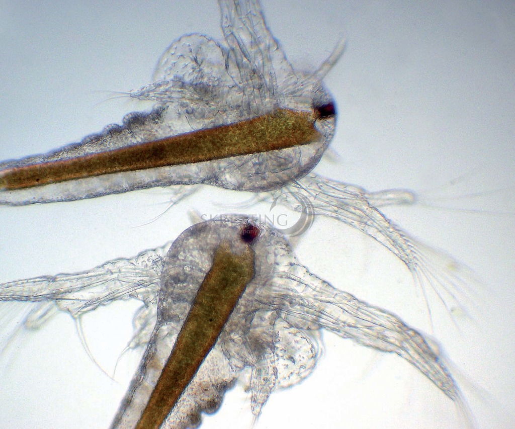 Partnering with I&V BIO for artemia enrichment using ORI-NR3 - Skretting