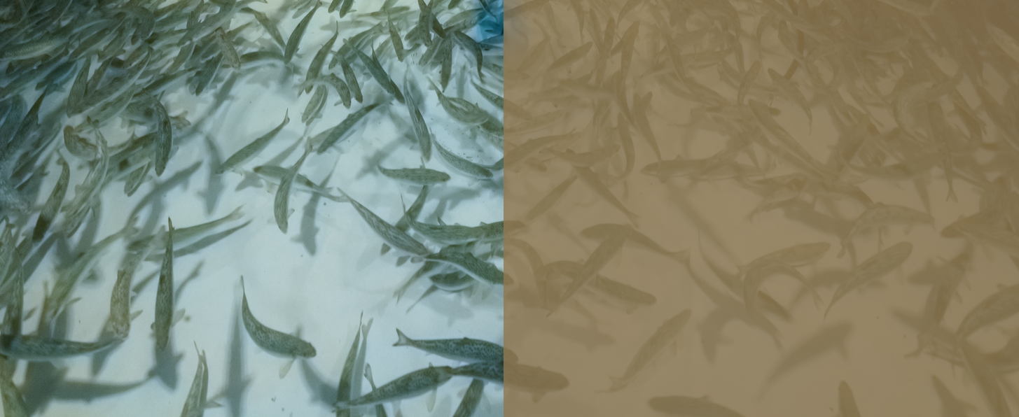 The importance of clean water in RAS systems - Skretting