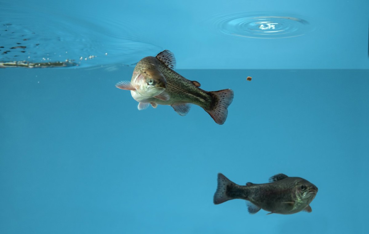 Insect-fed trout now available to French consumers - Skretting