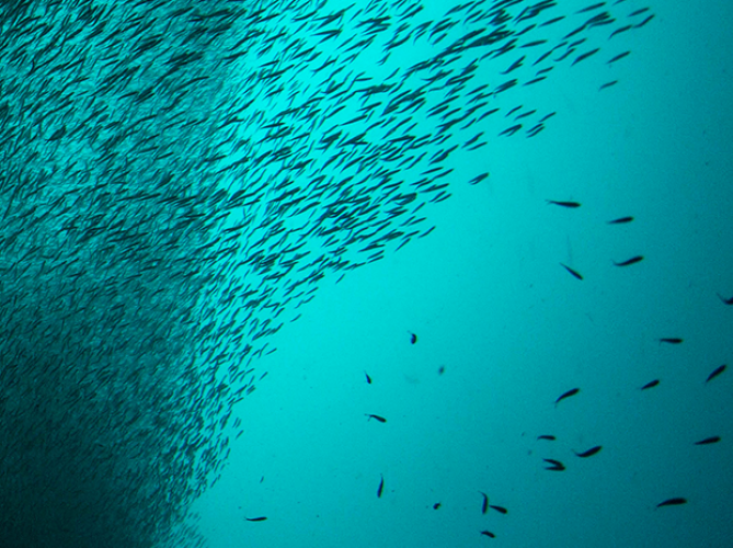 Peruvian anchovy fishery launches a FIP - Skretting