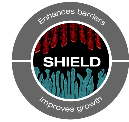 Shield - Preventive diet to mitigate parasite infestation - Skretting