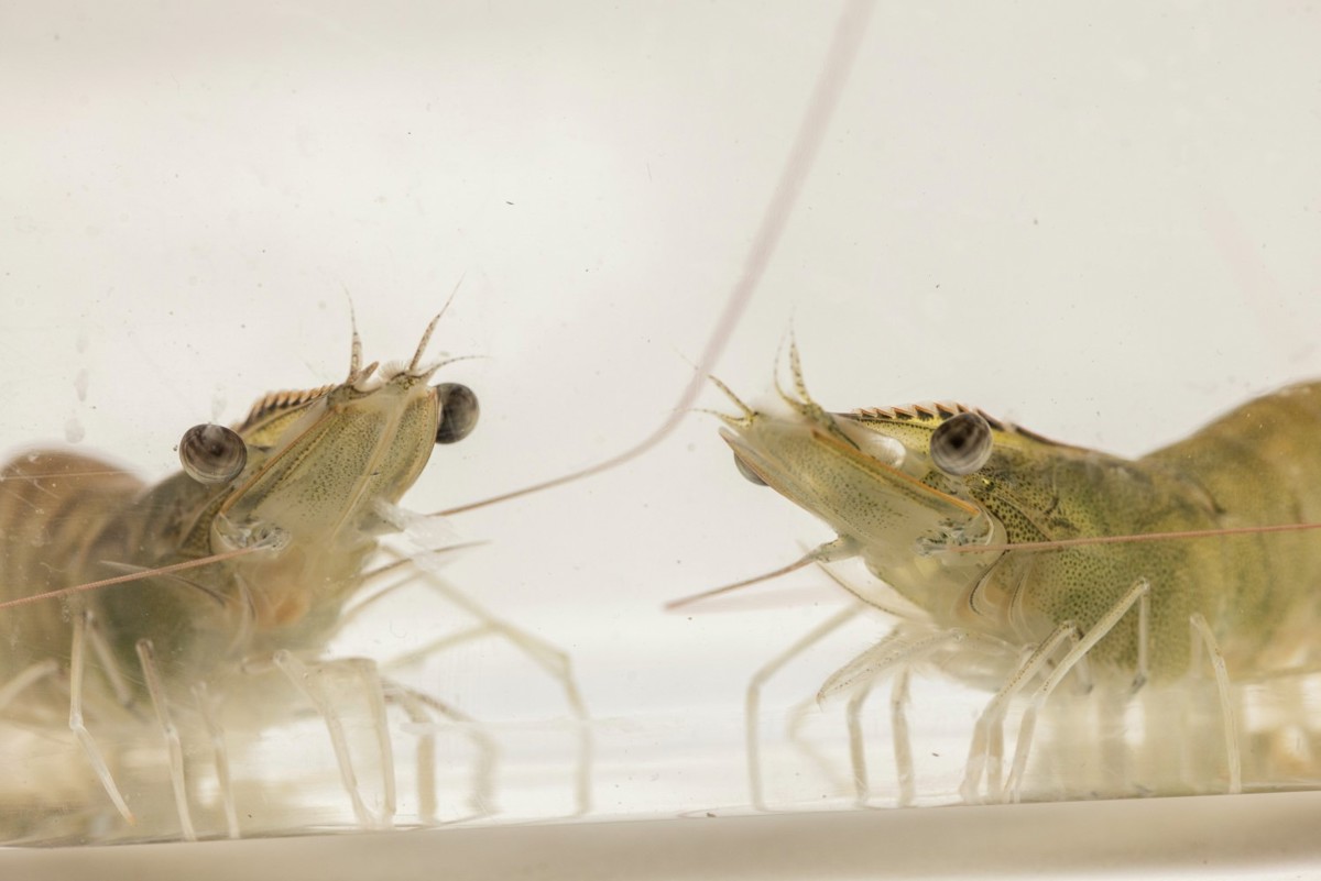 Broodstock breakthrough in shrimp hatcheries - Skretting