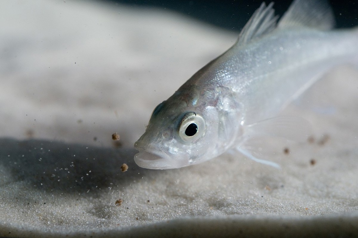 Protec MP ayuda a los alevines a enfrentar los diferentes desafíos ...