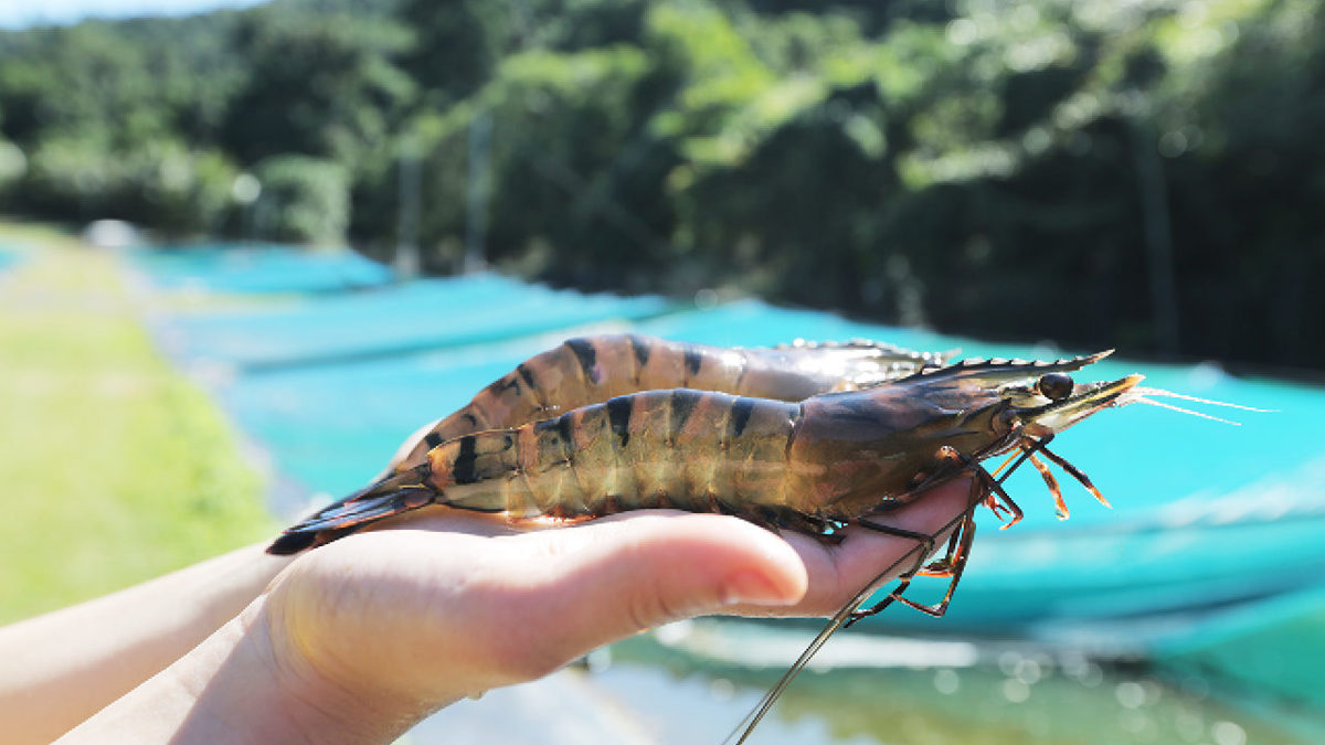 What causes white feces in shrimp? - Skretting